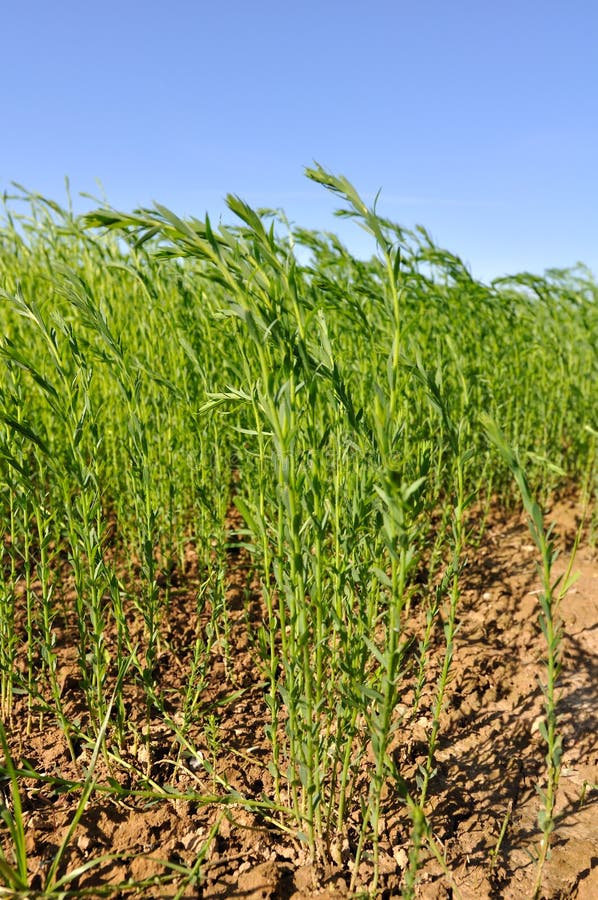 Field of flax stock image. Image of bright, plant, environment - 31391359