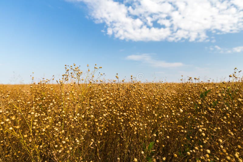 Field of Flax during Harvest Stock Image - Image of branch, harvest ...