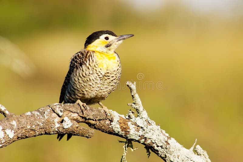 Field Flicker (Colaptes Campestris) Stock Image - Image of close, color ...