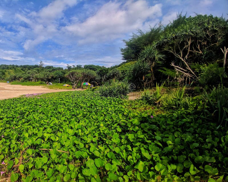 A Field of Flower at the Beach Stock Photo - Image of beach, forest ...