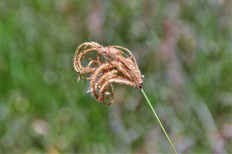 In the Field the Flower of Chloris Polydactyla Stock Photo - Image of ...