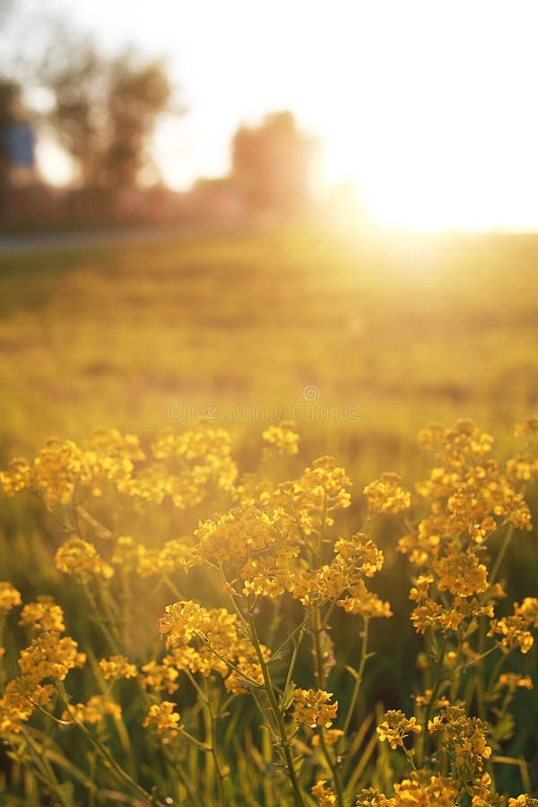Field Flower on Green Meadow in Spring Evening Sunset Hour Stock Photo ...