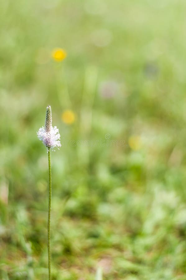 Field Flower on a Long Stalk Stock Image - Image of thin, background ...