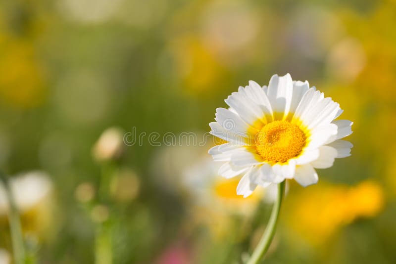 Field flower stock photo. Image of ecology, meadow, garden - 92559960