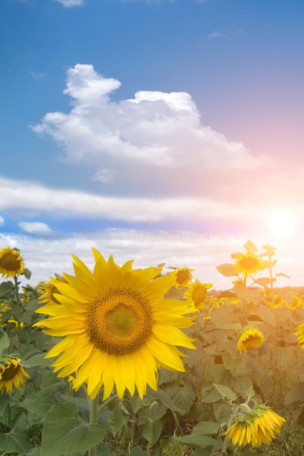 Field Flower Sunflower Sunset Stock Photo - Image of movement ...