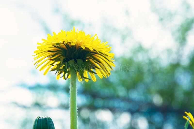 Field Flower. Yellow Flower Below Stock Photo - Image of close, pink ...