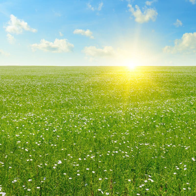 Field with Flowering Flax and Sky Stock Image - Image of countryside ...