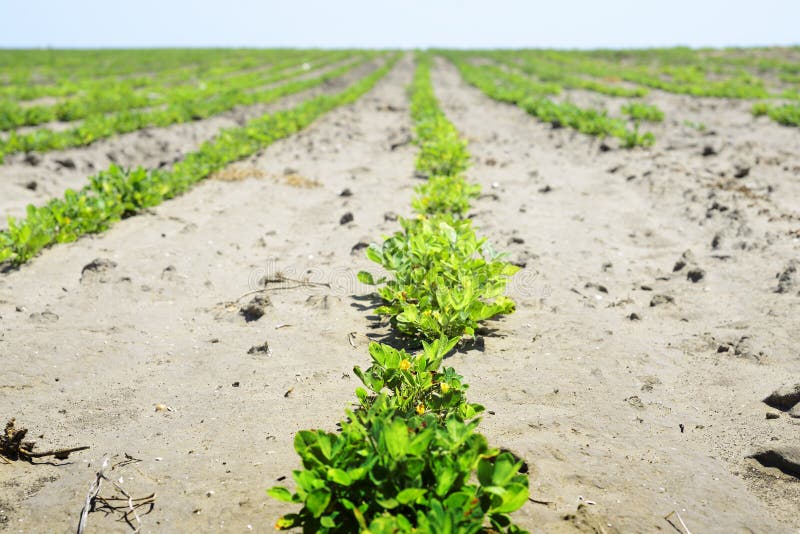 Peanuts Field Agriculture In The Peanut Farm Green Plant Stock Photo ...