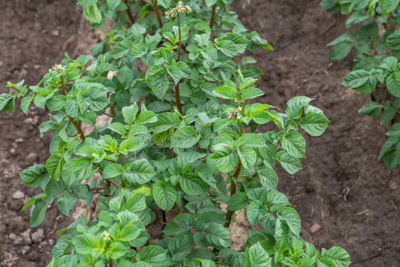 Field of Flowering Potato. Beautiful, Healthy Stock Photo - Image of ...
