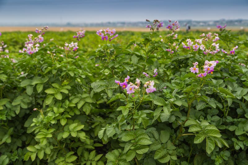 Potato Field With Purple Flowers Stock Photo - Image of white ...