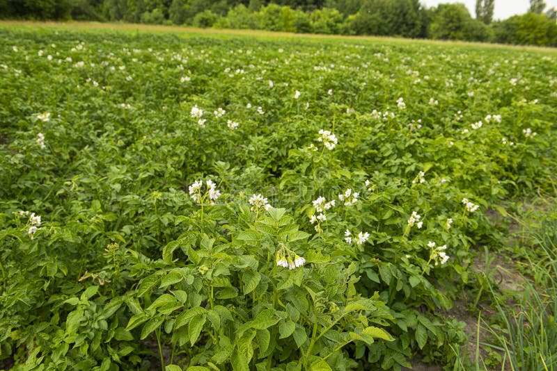 Field with a Flowering Potato Plant Stock Image - Image of meadow ...