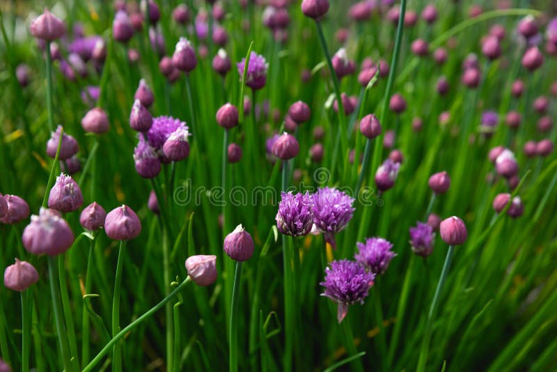 A Field of Flowering Chives Stock Image - Image of healthy, blooming ...