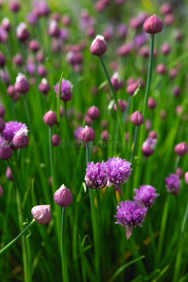 A Field of Flowering Chives Stock Photo - Image of blooming, fresh ...