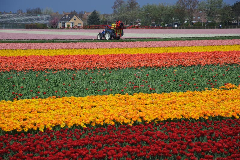 International Tulip Feast ,Istanbul,Turkey Editorial Stock Photo ...
