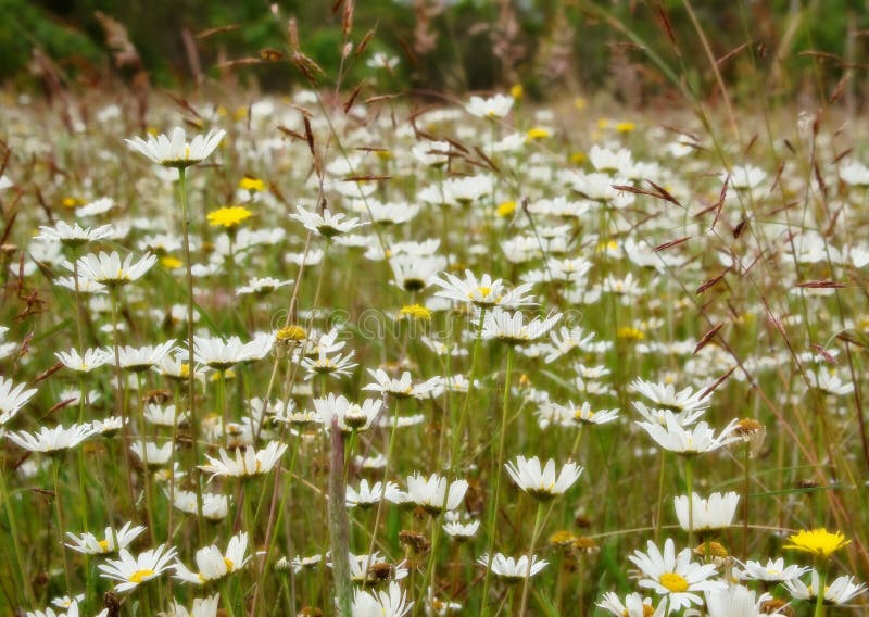 A Field of Wildflowers Filled with Queen Anne`s Lace, Clover, Bee Balm ...