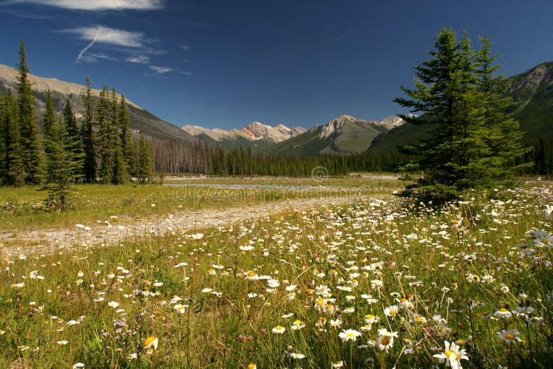 Yellowstone National Park Wildflowers Stock Photo - Image of plant ...