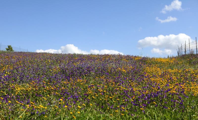 Field of flowers vertical stock image. Image of tree, fields - 9476737