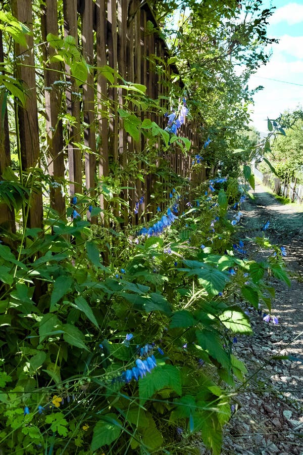 Field Flowers. Beautiful Bright Blue Bells Stock Image - Image of fresh ...