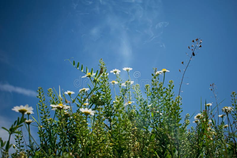 Field Flowers on a Beautiful Summer Day Stock Photo - Image of field ...