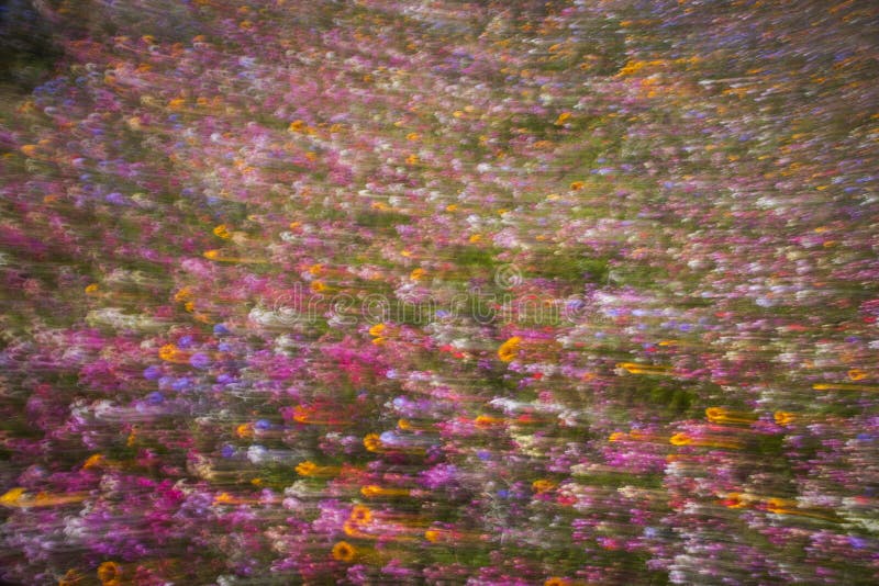 Field of flowers blur stock image. Image of field, artistic - 33738597
