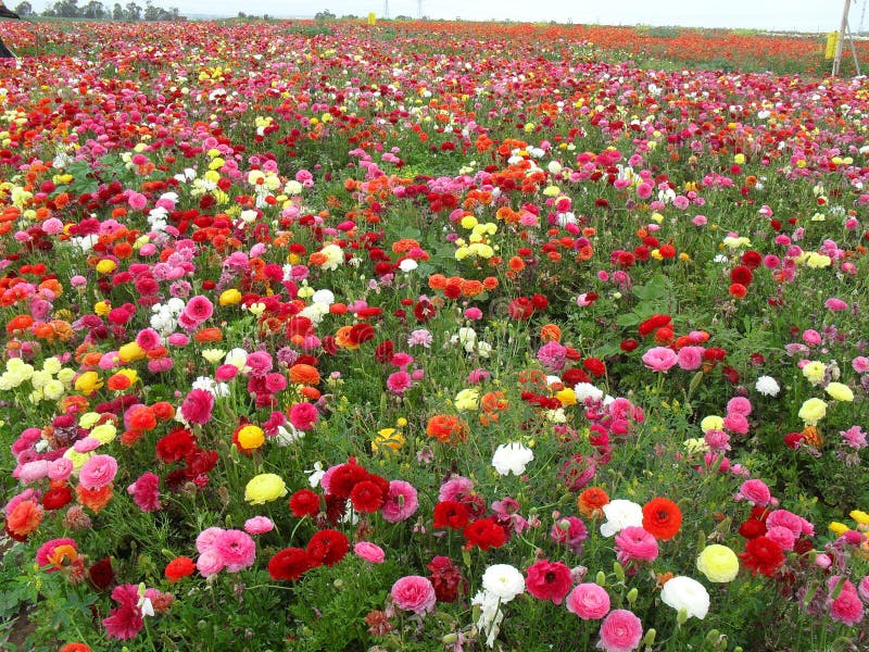 Field Flowers with Different Colors Stock Image - Image of colors ...