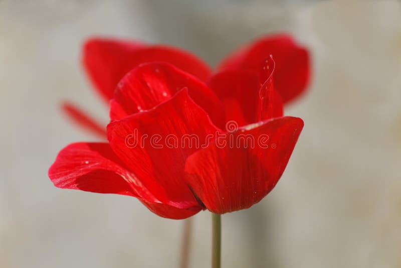 The Field Flowers on the Dim Background Stock Image - Image of beauty ...