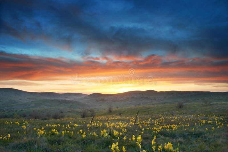 Field with Flowers and Dramatic Sky Stock Photo - Image of bright ...