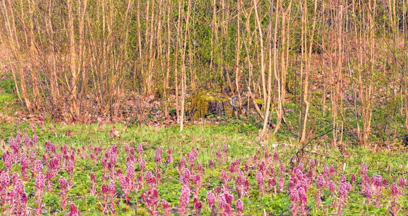 Field of Flowers in Early Spring. Stock Image - Image of nature ...