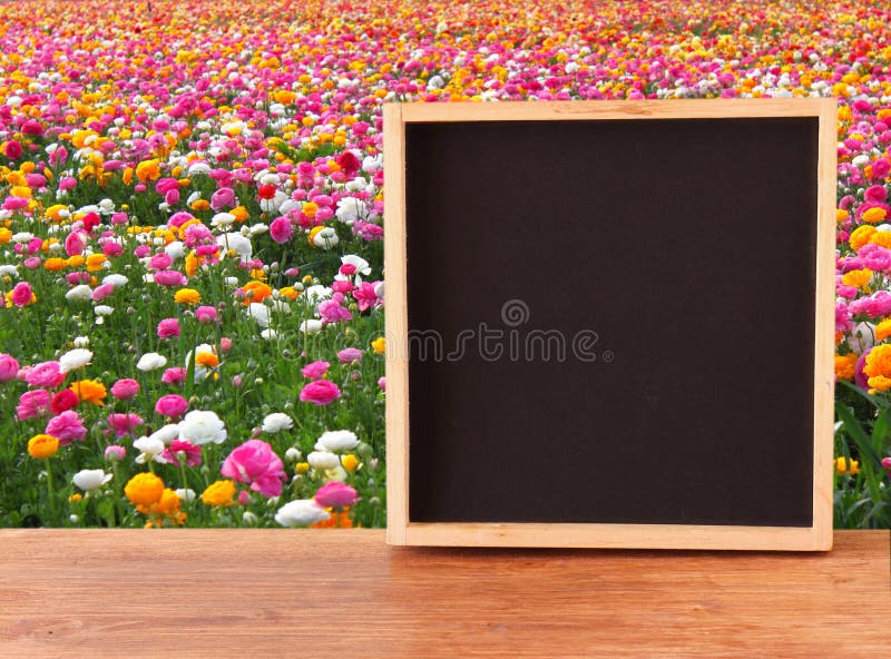 Field of Flowers and Empty Chalkboard Stock Image - Image of meadow ...