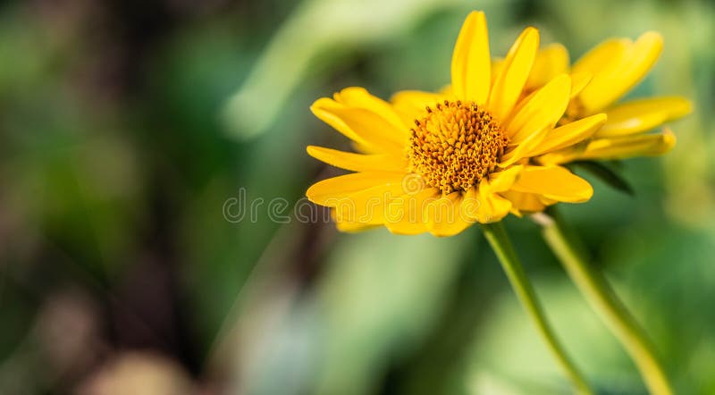 The Field Flowers are in Environmental Conditions. Stock Photo - Image ...