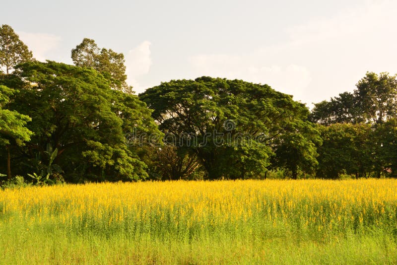 Pummelo stock image. Image of meadow, botany, outdoor - 77457101