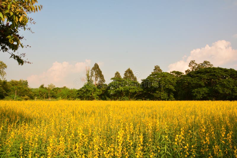 Pummelo stock photo. Image of landscape, farming, meadow - 77457214