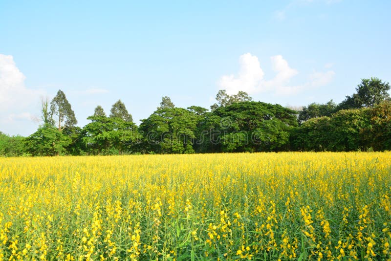 Pummelo stock photo. Image of culture, meadow, herb, medical - 77457220