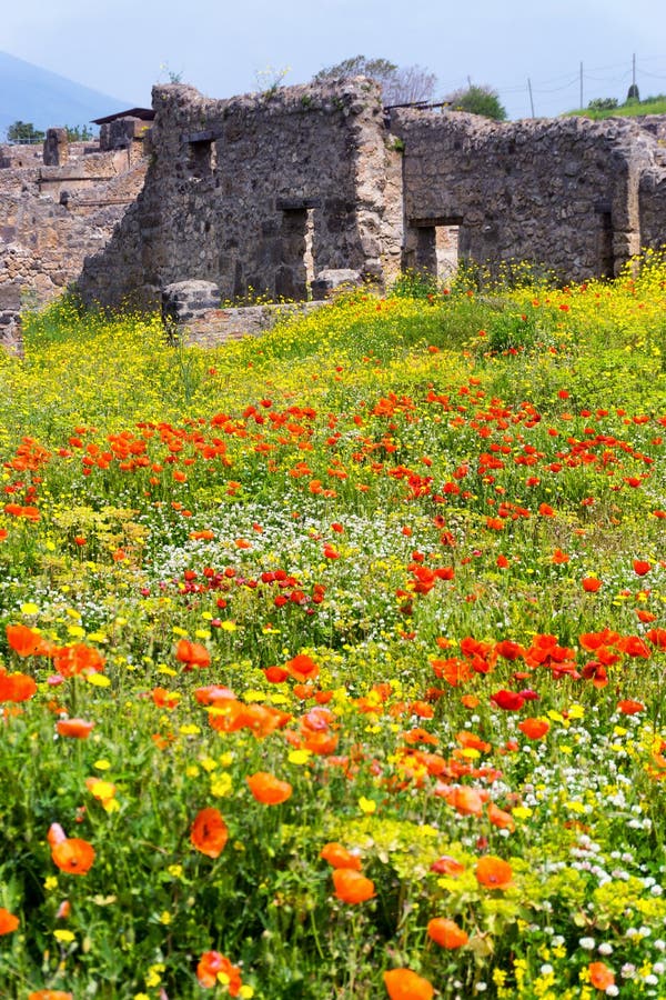 Field of Flowers in Pompeii, Italy Stock Photo - Image of italian ...