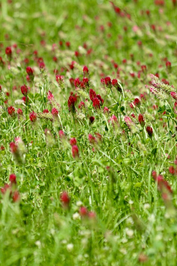 Field of Flowers stock photo. Image of wildflower, plant - 53528318