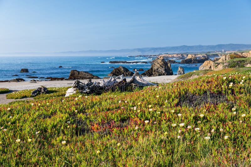 Field of Flowers on the Shore of the Pacific Ocean Stock Image - Image ...