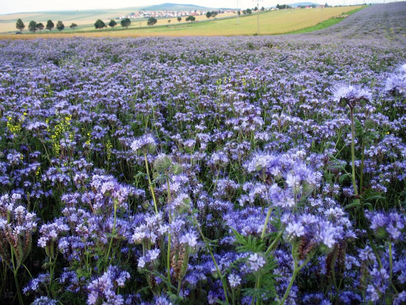 Flower field stock photo. Image of summer, season, slovakia - 29961414