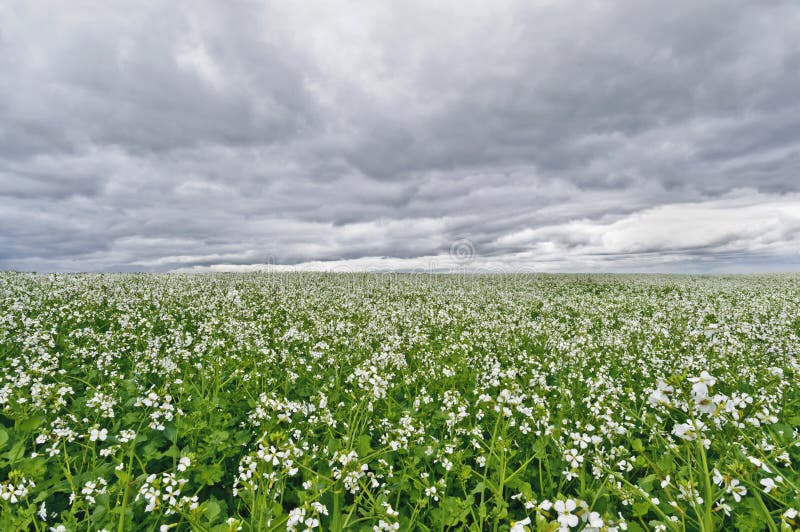 Field of Flowers with Storm Clouds Overhead Stock Image - Image of ...