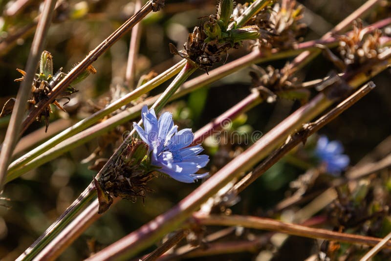 Field Flowers on Which Insects and Bees Sit Stock Photo - Image of ...