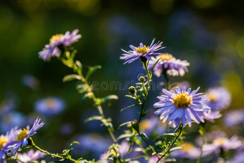 Field Flowers on Which Insects and Bees Sit Stock Image - Image of ...