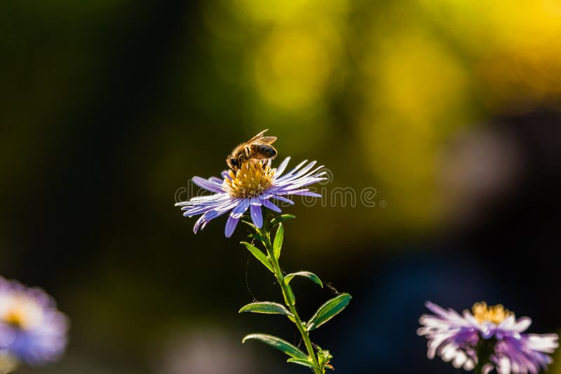 Field Flowers on Which Insects and Bees Sit Stock Photo - Image of ...