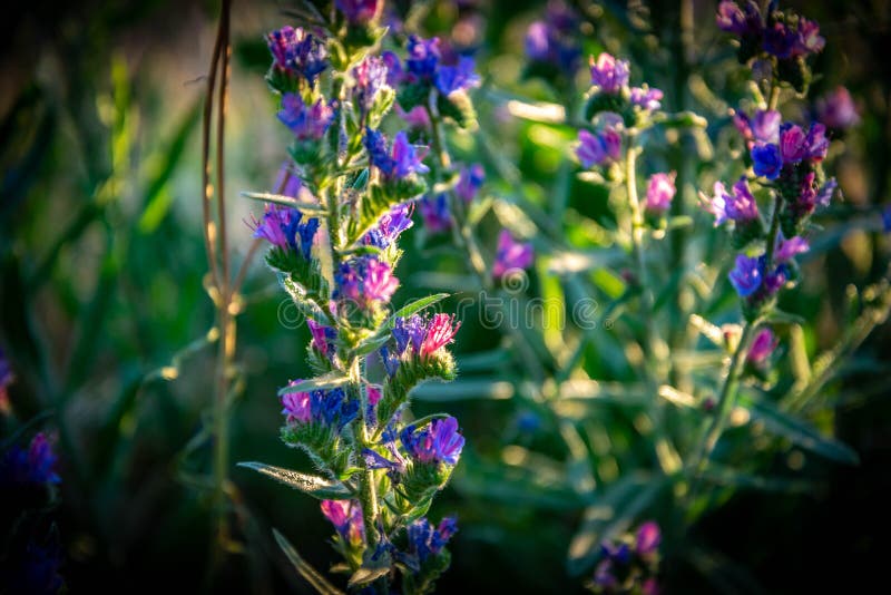 Explosion of Flowers and Plants in Spring in Spain Stock Image - Image ...