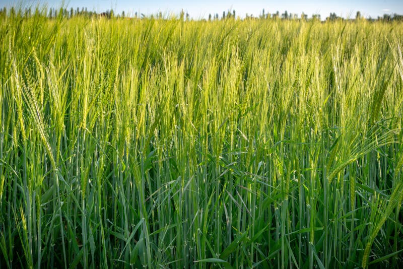 Field of Flowers, Wild Plants and Poppies Stock Photo - Image of ...