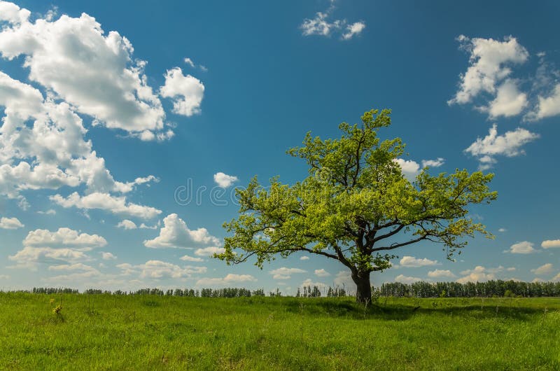Field Fnd Tree before Blue Sky with Clouds Stock Photo - Image of plant ...