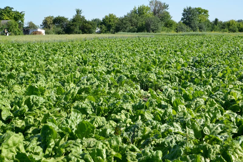 Field of Fodder Beet in Summer Stock Image - Image of food, forage ...