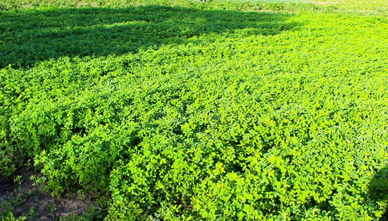 Field of Fodder Grass, Alfalfa Matures in Ukraine Stock Photo - Image ...