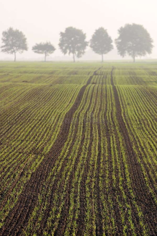 Field in fog. stock photo. Image of land, grassland, provincial - 16965080