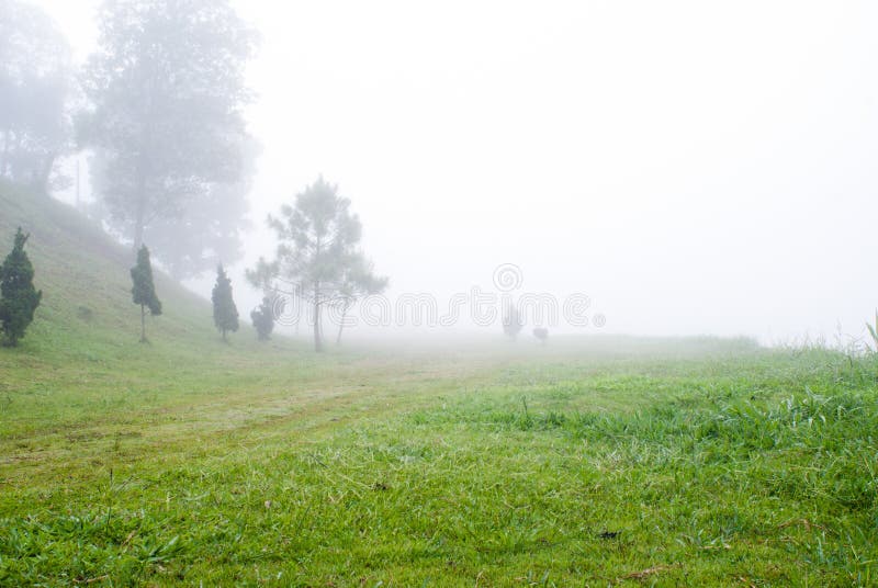 Field and fog stock photo. Image of macro, damp, field - 20787518