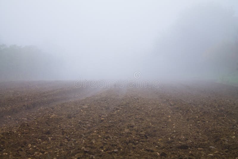 Field in fog stock photo. Image of terra, plant, spooky - 28467622