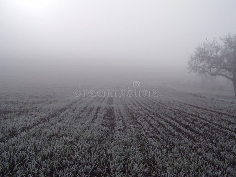 Field in the fog. stock photo. Image of farmland, hoar, switzerland - 75074